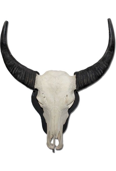 Wildwest Gerçek Boynuzlu Bufalo Kuru Kafa Duvar Figür 75X90CM Wildwest Gerçek Boynuzlu Bufalo Kuru Kafa Duvar Figür 75X90CM
