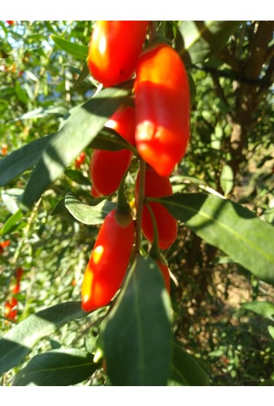 YAYLA TARIM 3 Adet Gojiberry Fidanı Nq7 Tüplü Aşılı12 Aydikim