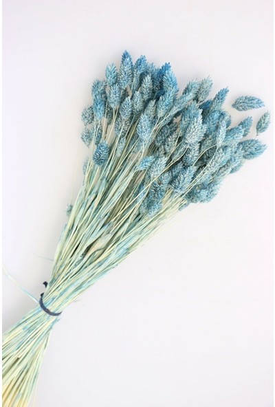 Minik Mucizeler Kuru Çiçek Palaris Kuş Otu Buz Mavisi Minik Mucizeler Kuru Çiçek Palaris Kuş Otu Buz Mavisi