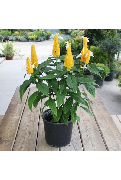 Renk Sepeti Sarı Karides (Mısır) Çiçeği - Pachystachys Lutea Renk Sepeti Sarı Karides (Mısır) Çiçeği - Pachystachys Lutea