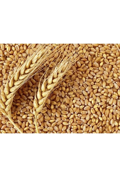 15 kg Elenmiş Buğday Tavuk Kaz Hindi Kuş Ördek Güvercin Yemi Iri Tanecikli Buğday 15 kg Elenmiş Buğday Tavuk Kaz Hindi Kuş Ördek Güvercin Yemi Iri Tanecikli Buğday