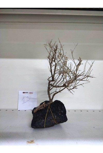 Canlipetshop Özel Tasarım Akvaryum Dekoratif Ağaç Kaya 20*26 cm No:13 Canlipetshop Özel Tasarım Akvaryum Dekoratif Ağaç Kaya 20*26 cm No:13