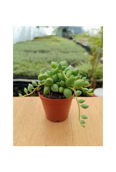 Smy Hobihanem Tesbih Çiçeği Boncuk Sukulent 5,5 Cm.lik Saksıda Smy Hobihanem Tesbih Çiçeği Boncuk Sukulent 5,5 Cm.lik Saksıda