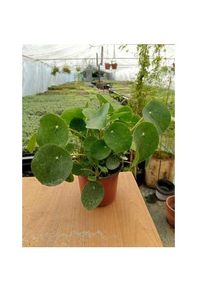 Smy Hobihanem Pilea Peperomioides Japon Para Çiçeği Bol Yavrulu 14 cm Saksıda Smy Hobihanem Pilea Peperomioides Japon Para Çiçeği Bol Yavrulu 14 cm Saksıda