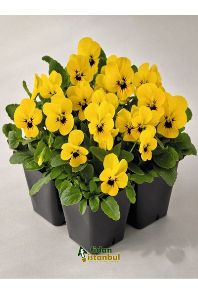 Hercai Menekşe Çiçeği Sarı Renk Çiçek Tohumu +- 40 Adet