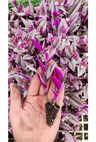 Ravza Sukulent Kaktüs Trzykrotka Tradescantia Nanouk Fidesi ( Pempe Telgraf Çiçeği ) Ravza Sukulent Kaktüs Trzykrotka Tradescantia Nanouk Fidesi ( Pempe Telgraf Çiçeği )