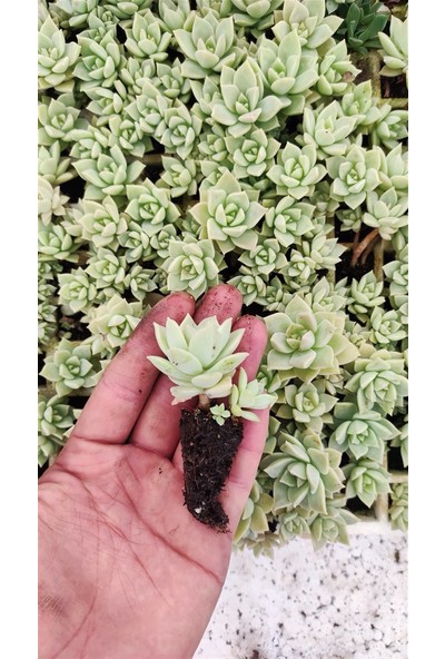 Graptopetalum Bernalense Fidesi