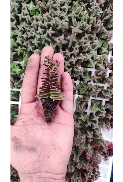 Crassulla Exilis Picturata Fidesi