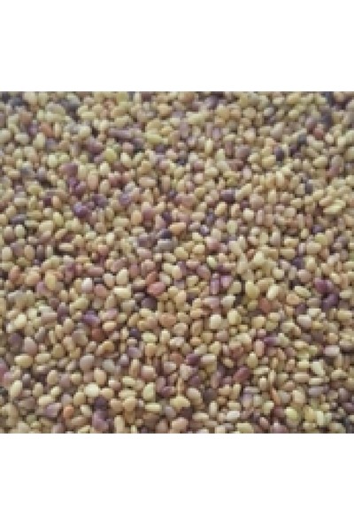 Osm Tohumculuk Çayır Üçgülü (Trifolium Pratens) Baklagil Yem Bitkisi 1 kg Osm Tohumculuk Çayır Üçgülü (Trifolium Pratens) Baklagil Yem Bitkisi 1 kg