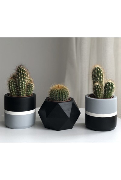 Dekozayn Home 3'lü Sukulen ve Kaktüs Saksı Seti Dekozayn Home 3'lü Sukulen ve Kaktüs Saksı Seti