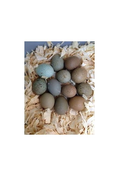 Kanat Center 12 Adet Kuluçkalık Kral Bıldırcın Yumurtası Kanat Center 12 Adet Kuluçkalık Kral Bıldırcın Yumurtası