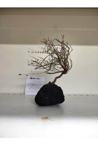 Özel Tasarım Akvaryum Dekoratif Ağaç Kaya 18*12 cm No:2 Özel Tasarım Akvaryum Dekoratif Ağaç Kaya 18*12 cm No:2