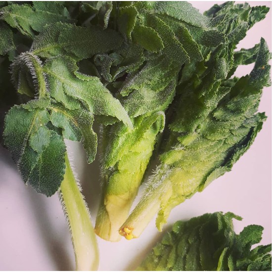 Laboratuvaraktar Sarı Ot Kaymacık Yumurtalık Otu 50 gr Doğal Fiyatı