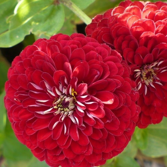 Bilgarden Super Yoga Scarlet Kırmızı Zinya Çiçeği Tohumu (40 Fiyatı