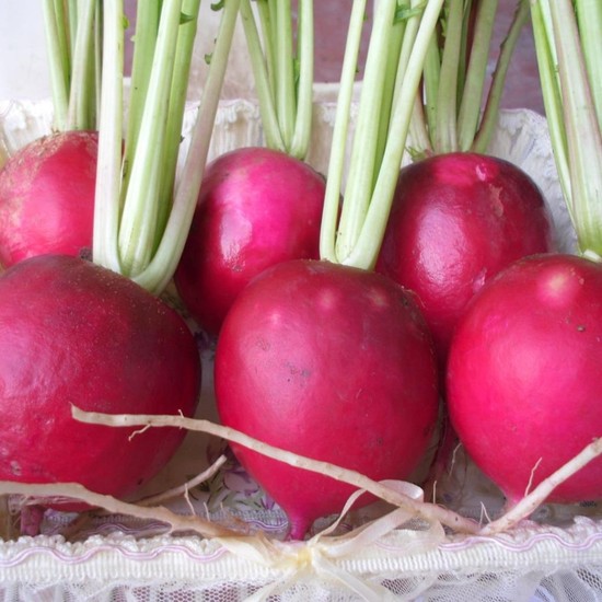 Bilgarden Iri Toros Kırmızısı Turp Tohumu (10 Gram) Fiyatı