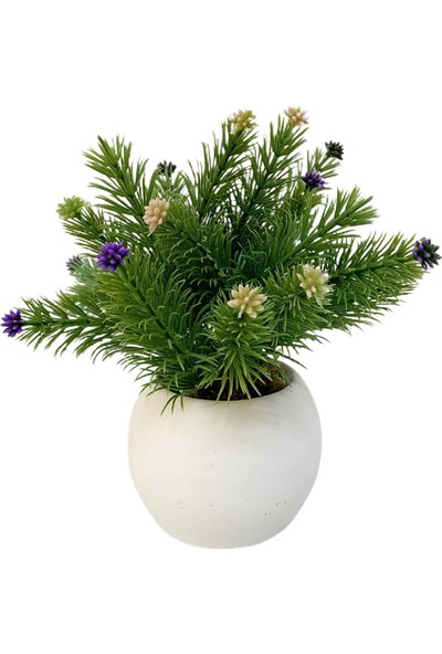 Hediye Vitrini Beton Saksı Da Mor Beyaz Pıtırıcık Masa Üzeri Çiçek 20 cm Hediye Vitrini Beton Saksı Da Mor Beyaz Pıtırıcık Masa Üzeri Çiçek 20 cm