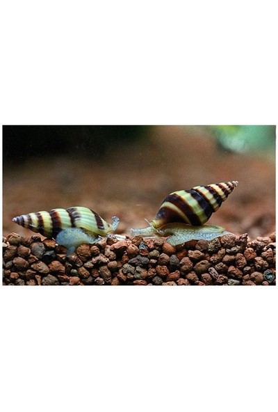 Katil Salyangoz Helena 2 Adet Katil Salyangoz Helena 2 Adet