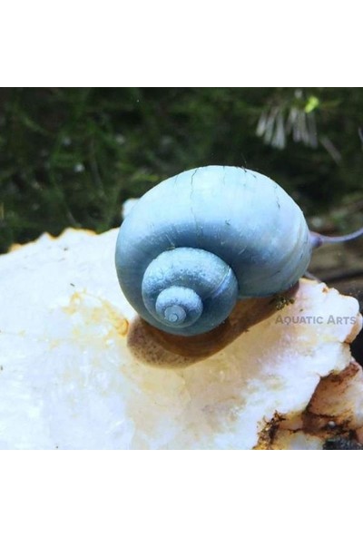 Mavi Elma Salyangoz 2 Adet Mavi Elma Salyangoz 2 Adet