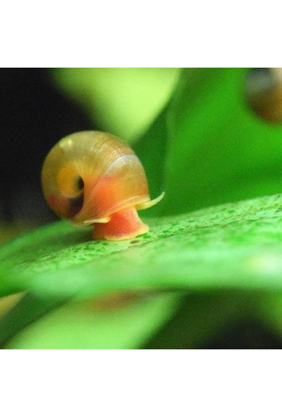 Ramshorn Salyangoz 2 Adet Ramshorn Salyangoz 2 Adet