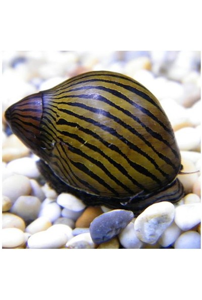 Zebra Nerite Salyangoz 3 Adet Strafor + Isıtıcı Pedli Gönderim Zebra Nerite Salyangoz 3 Adet Strafor + Isıtıcı Pedli Gönderim