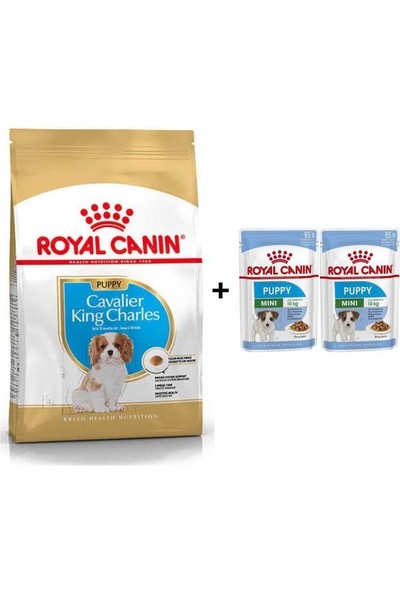 Royal Canin Cavalier Kingr Charles Yavru Köpek Maması 1,5 kg + 2'li Yaş Mama Royal Canin Cavalier Kingr Charles Yavru Köpek Maması 1,5 kg + 2'li Yaş Mama