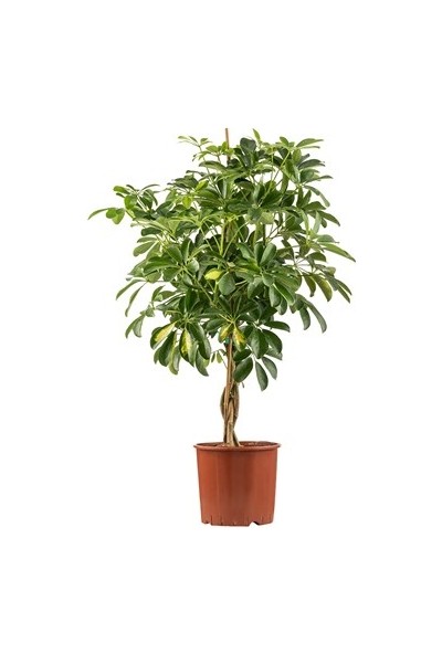 Bi Boya Örgülü Şeflera