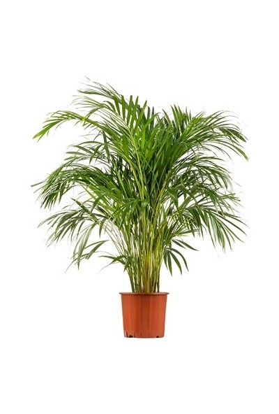 Bi Boya Areka Extra Bi Boya Areka Extra