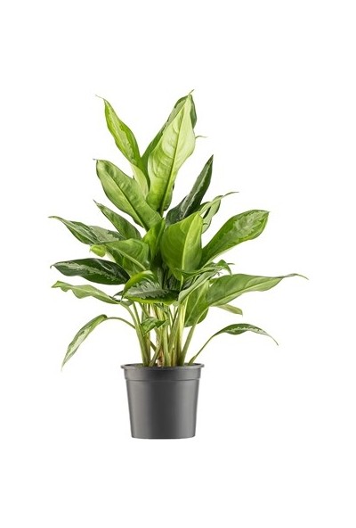 Bi Boya Çin Herdem Yeşil Bi Boya Çin Herdem Yeşil