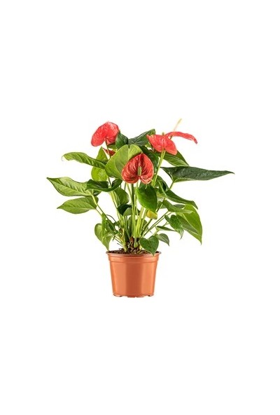 Bi Boya Antoryum Flamingo Çiçeği