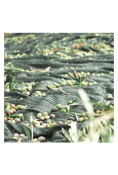 Gediz 5 x 6 Zeytin Sergisi