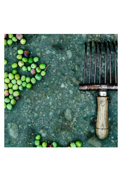 Gediz 8 x 6 Zeytin Sergisi