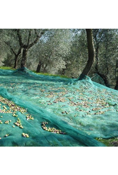 12 x 6 Zeytin Sergisi