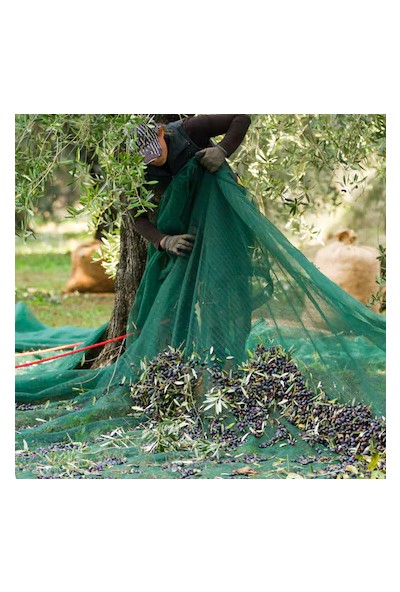 10 x 6 Zeytin Sergisi