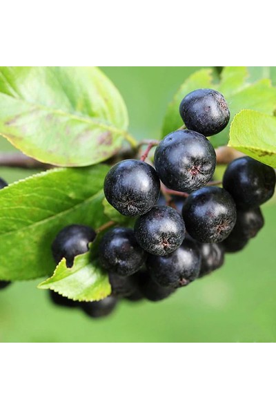 Nostaljik Lezzetler Süper Meyve Taze Aronya Chokeberry 100 gr Nostaljik Lezzetler Süper Meyve Taze Aronya Chokeberry 100 gr