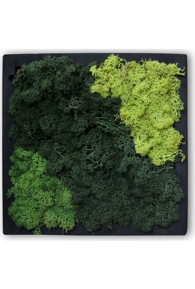 Wallmoss Üç Yeşi̇l Canli Yosun Tablo