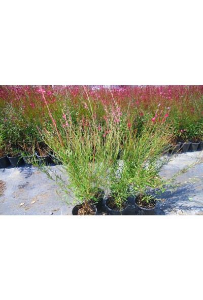 Gaura Çi̇çeği̇ 10 Adet - Çok Yillik Diş Mekan Çi̇çeği̇