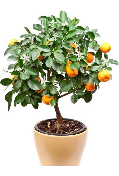 Oskaryum Bodur Mandalin Ağacı Tohumu 5'li + Saksı + Torf Oskaryum Bodur Mandalin Ağacı Tohumu 5'li + Saksı + Torf