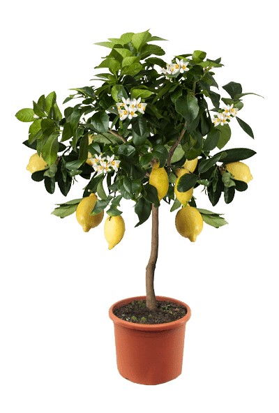 Oskaryum Bodur Limon Ağacı Tohumu 5'li + Saksı + Torf Oskaryum Bodur Limon Ağacı Tohumu 5'li + Saksı + Torf