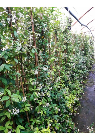 Arap Yasemi̇ni̇ Büyük Boy 2.5 Metre - Çi̇çekli̇ Kokulu Sarilici Bi̇tki̇ Arap Yasemi̇ni̇ Büyük Boy 2.5 Metre - Çi̇çekli̇ Kokulu Sarilici Bi̇tki̇