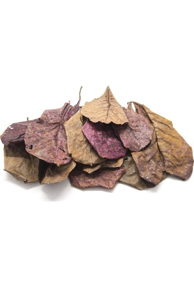 Rosecity Doğal Catappa Yaprağı (10 Yaprak)