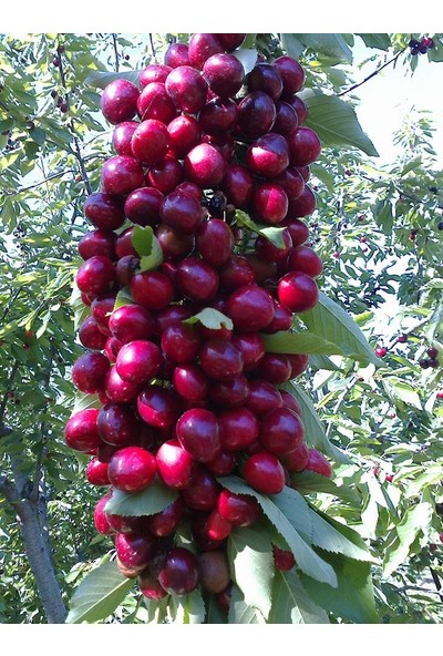 Fi̇dan Di̇yarı Tüplü ZIRAAT0900 Napolyon Kiraz Fidanı Fi̇dan Di̇yarı Tüplü ZIRAAT0900 Napolyon Kiraz Fidanı