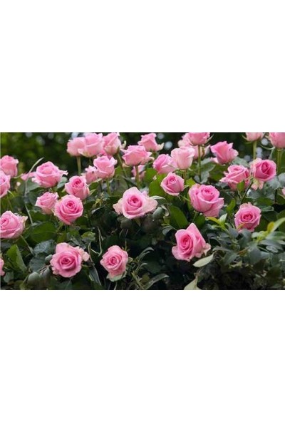 Tunç Botani̇k Pembe Gül Fidanı 5'li Yedi̇veren Saksılı Gül