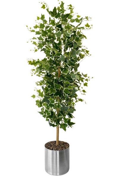 Hediye Vitrini Gümüş Metal Saksı Da Yeşil Beyaz Sarmaşık Ağacı 150 cm Hediye Vitrini Gümüş Metal Saksı Da Yeşil Beyaz Sarmaşık Ağacı 150 cm