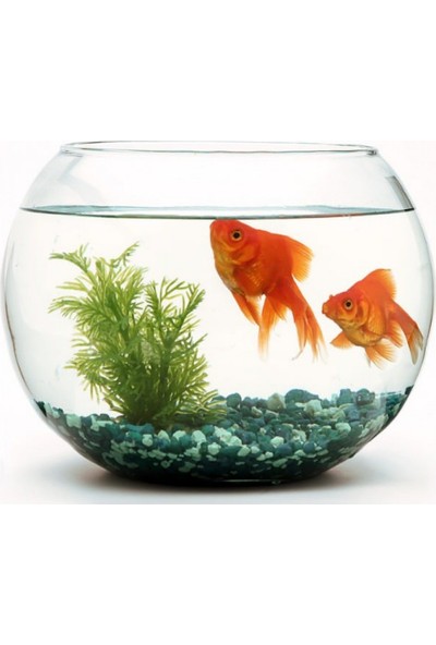 Canlipetshop Hediyelik Japon Fanus Seti 2 Adet Japon +Fanus+Kum+Yem Canlipetshop Hediyelik Japon Fanus Seti 2 Adet Japon +Fanus+Kum+Yem