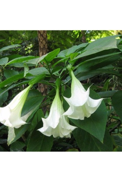 Bilgarden Katmerli Beyaz Brugmansia Melek Borazanı Çiçeği Tohumu (5 Tohum) Bilgarden Katmerli Beyaz Brugmansia Melek Borazanı Çiçeği Tohumu (5 Tohum)