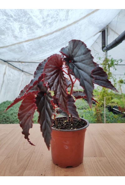 Smy Hobihanem Black Magic Begonia Kırmızı Begonya 12 Cm Saksıda Smy Hobihanem Black Magic Begonia Kırmızı Begonya 12 Cm Saksıda