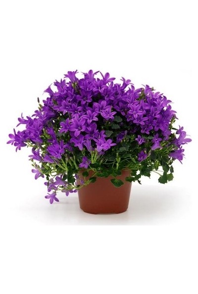 Çan/kadeh Çiçeği(Paketteki Tohum Sayısı 100 )