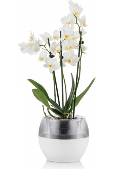 Eminhome Buule Tombik Saksı Orkide Saksı Dekoratif Saksı Eminhome Buule Tombik Saksı Orkide Saksı Dekoratif Saksı