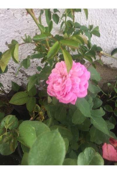 Olimpos Tarım Minyatür Gül Fidanı Krem Beyazı Gül Fidanı Saksıda Kokulu Olimpos Tarım Minyatür Gül Fidanı Krem Beyazı Gül Fidanı Saksıda Kokulu