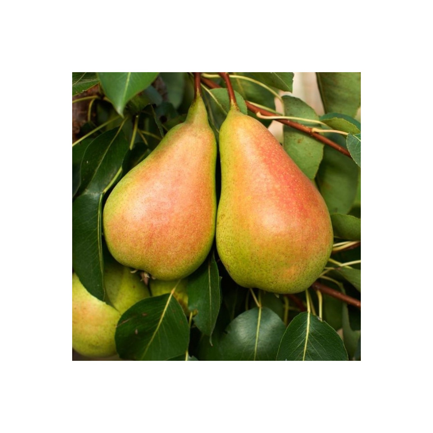 Santa Maria Armut Fidanı 3 Yaş Tüplü ve Aşılı Fiyatı